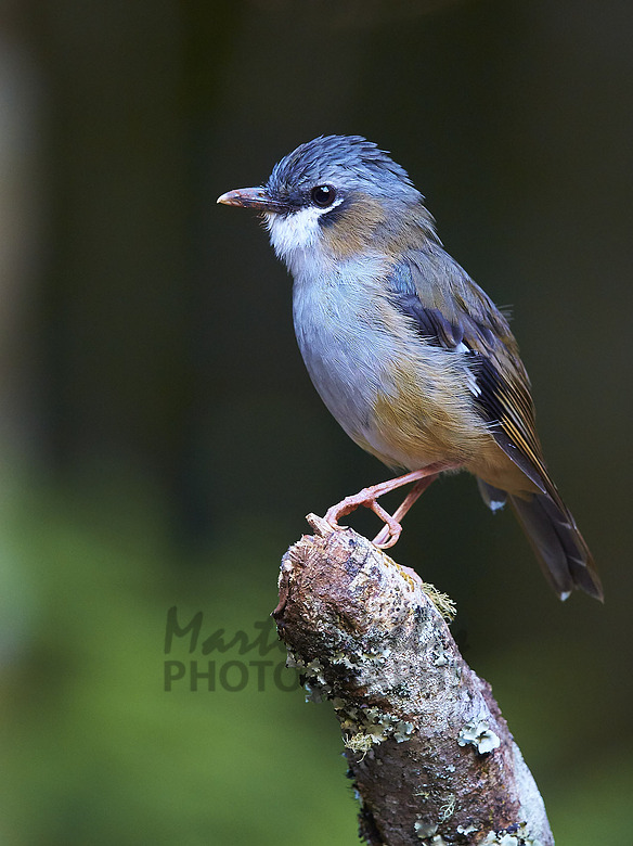 Buy Grey-headed Robin Image Online - Print & Canvas Photos - Martin ...