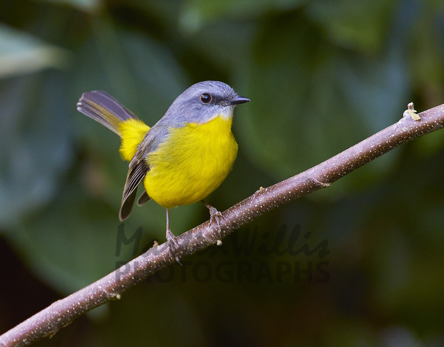 Buy Eastern Yellow Robin Image Online - Print & Canvas Photos - Martin ...