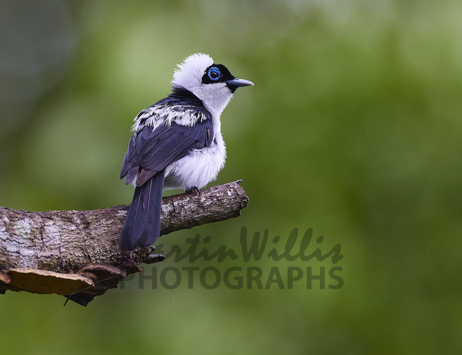 Buy Frill-necked Monarch Image Online - Print & Canvas Photos - Martin ...