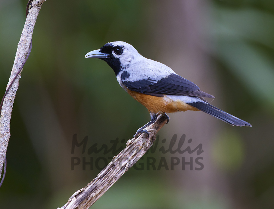 Buy Black-winged Monarch Image Online - Print & Canvas Photos - Martin ...