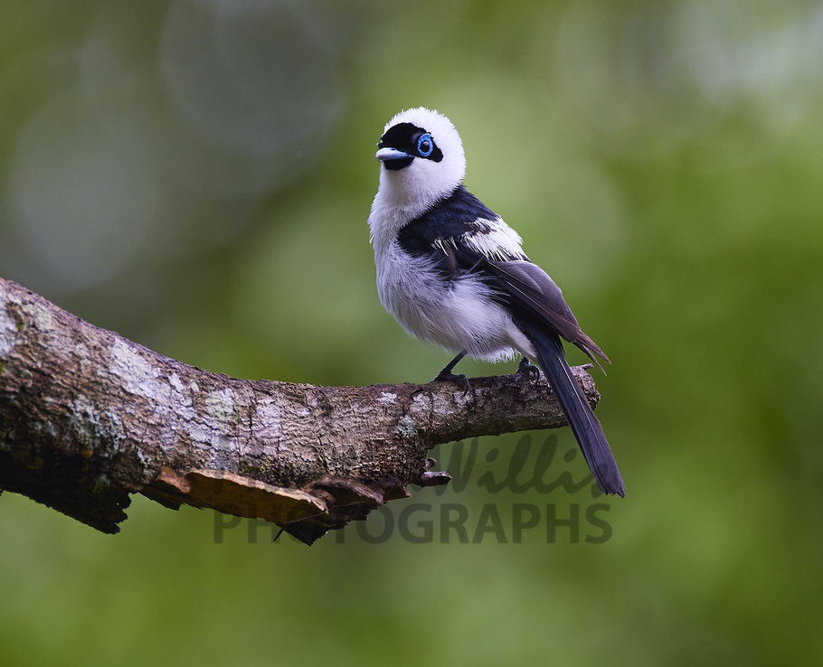 Buy Frill-necked Monarch Image Online - Print & Canvas Photos - Martin ...