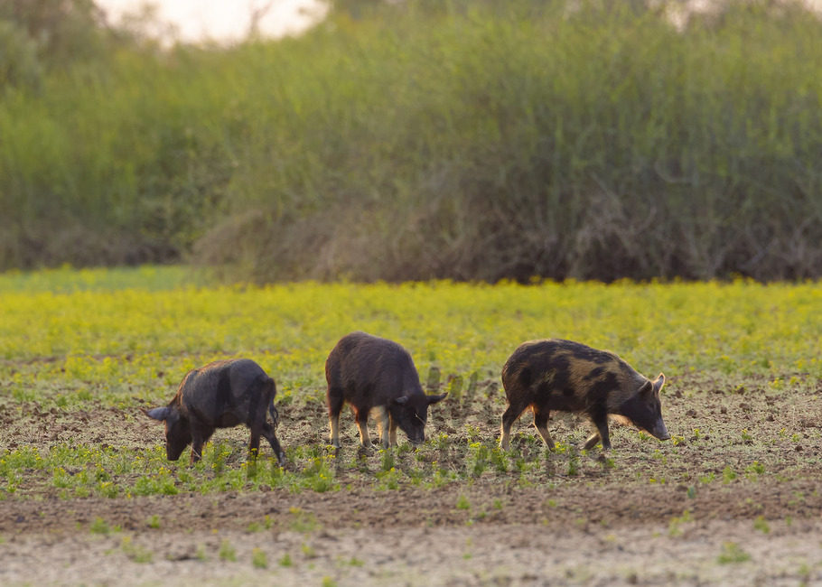 Buy Feral Pig Image Online - Print & Canvas Photos - Martin Willis ...