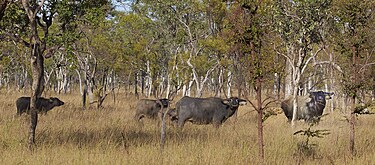 Buy Water Buffalo Image Online - Print & Canvas Photos - Martin Willis ...