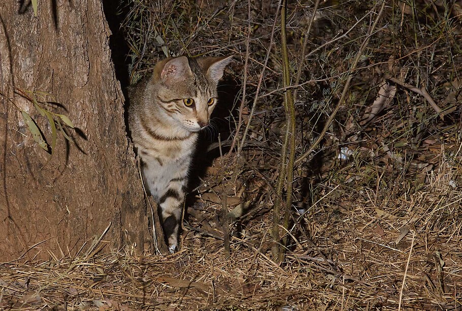 Buy Feral Cat Image Online - Print & Canvas Photos - Martin Willis ...