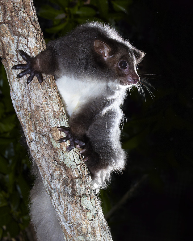 Greater Glider Central at Amanda Okane blog