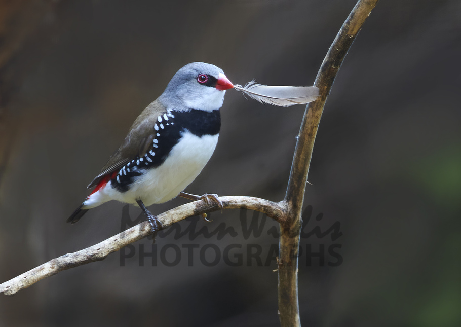 Buy Diamond Firetail Image Online - Print & Canvas Photos - Martin ...