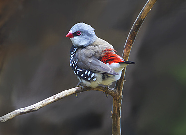 Buy Diamond Firetail Image Online - Print & Canvas Photos - Martin ...