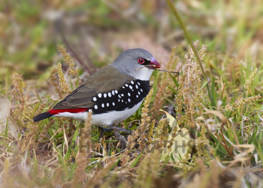 Buy Diamond Firetail Image Online - Print & Canvas Photos - Martin ...