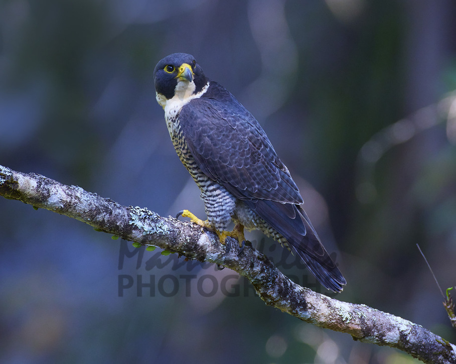 Buy Peregrine Falcon Image Online - Print & Canvas Photos - Martin ...