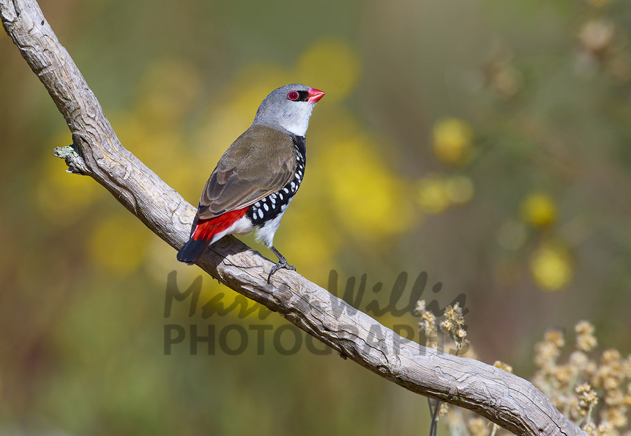 Buy Diamond Firetail Image Online - Print & Canvas Photos - Martin ...