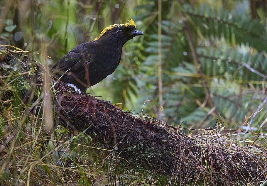 Buy Archbold's Bowerbird Image Online - Print & Canvas Photos - Martin ...