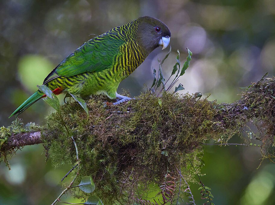 Buy Brehm's Tiger-Parrot Image Online - Print & Canvas Photos - Martin ...