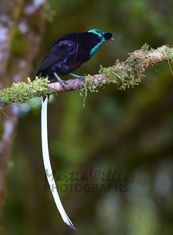 Buy Ribbon-tailed Astrapia Image Online - Print & Canvas Photos ...