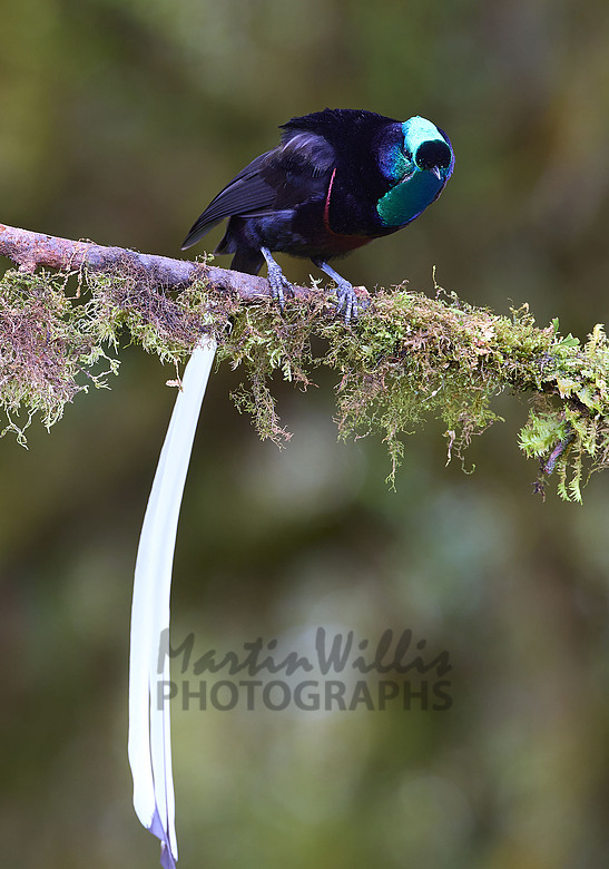 Buy Ribbon-tailed Astrapia Image Online - Print & Canvas Photos ...