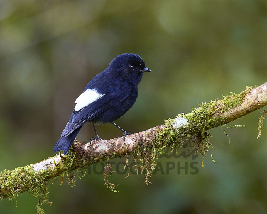 Buy White-winged Robin Image Online - Print & Canvas Photos - Martin ...