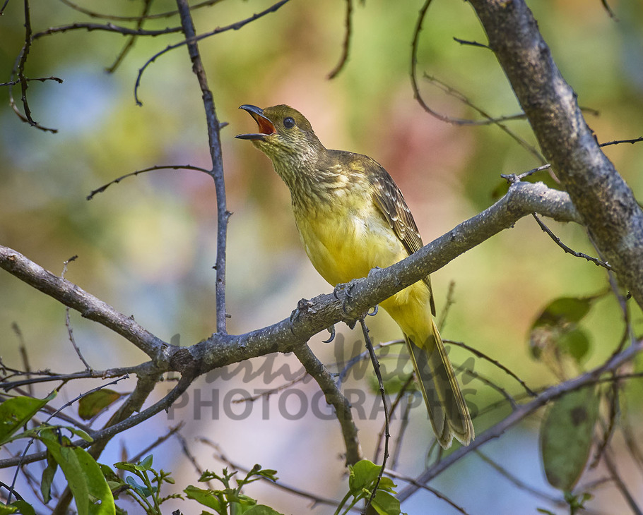 Buy Yellow-breasted Bowerbird Image Online - Print & Canvas Photos ...