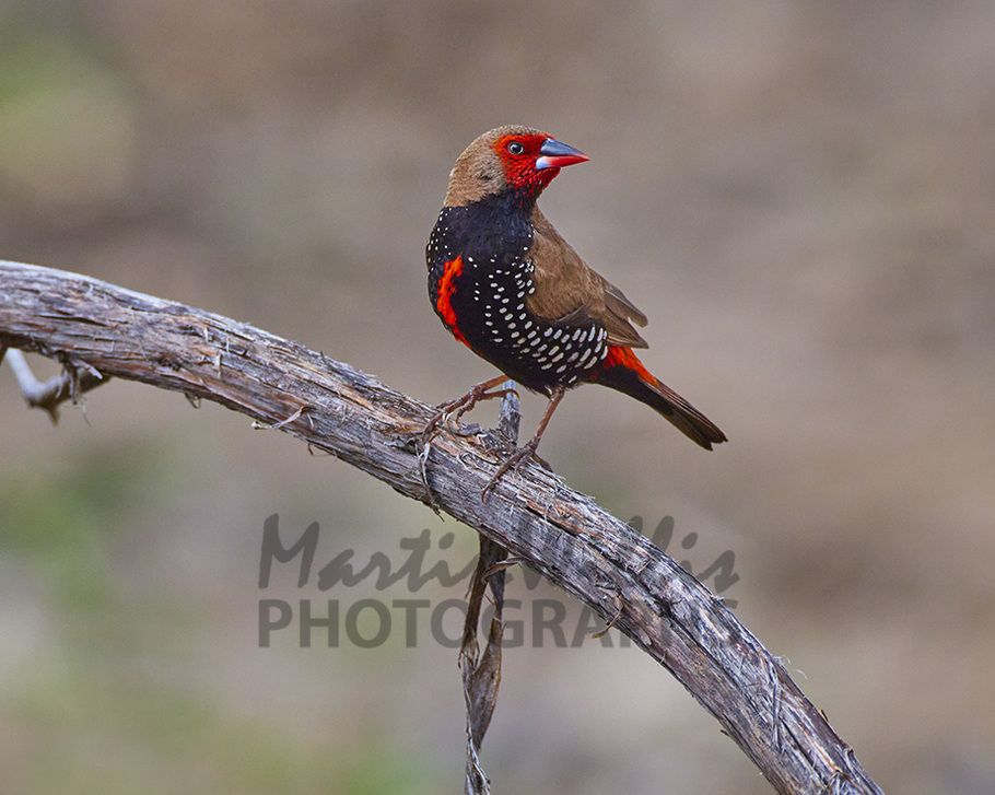 Buy Painted Finch Image Online - Print & Canvas Photos - Martin Willis ...