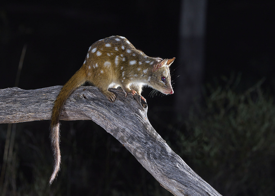 Buy Western Quoll Image Online - Print & Canvas Photos - Martin Willis ...