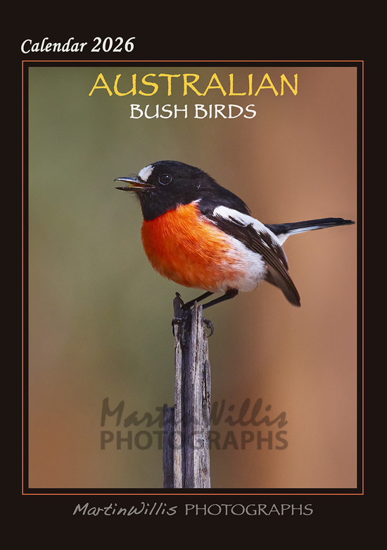 Buy Australian Birds & Parrots Calendars Online - Martin Willis Photographs