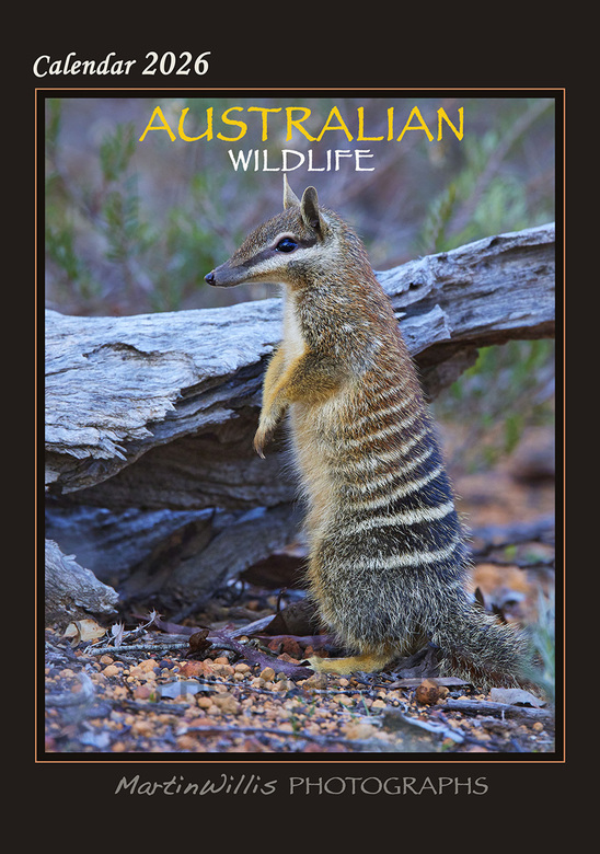 Buy Australian Birds & Parrots Calendars Online - Martin Willis Photographs