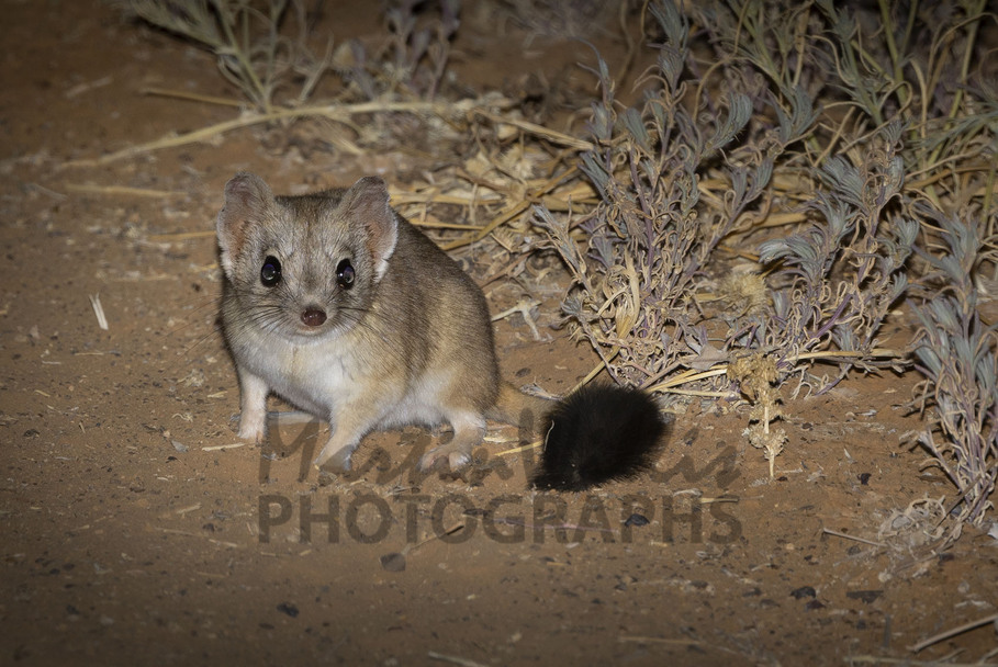 Buy Kowari Image Online - Print & Canvas Photos - Martin Willis Photographs